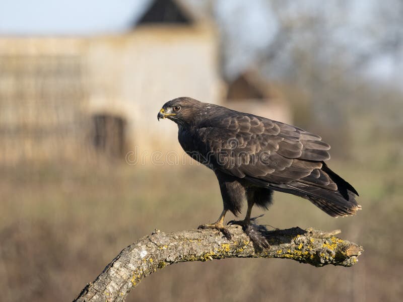 Common Buzzard, Buteo Buteo Stock Photo - Image of nature, bird: 304421734