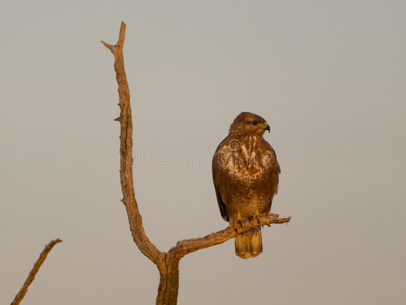 Common Buzzard, Buteo Buteo Stock Image - Image of britain, raptor ...