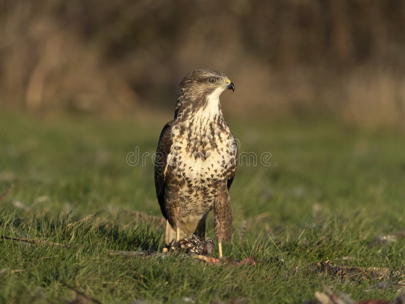 Common Buzzard, Buteo Buteo Stock Photo - Image of common, animal ...