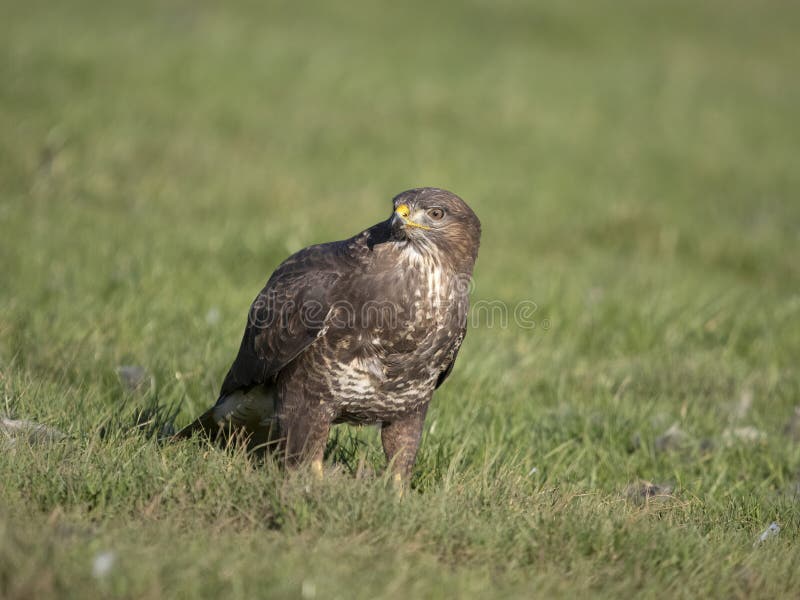 Common Buzzard, Buteo Buteo Stock Image - Image of buzzard, british ...