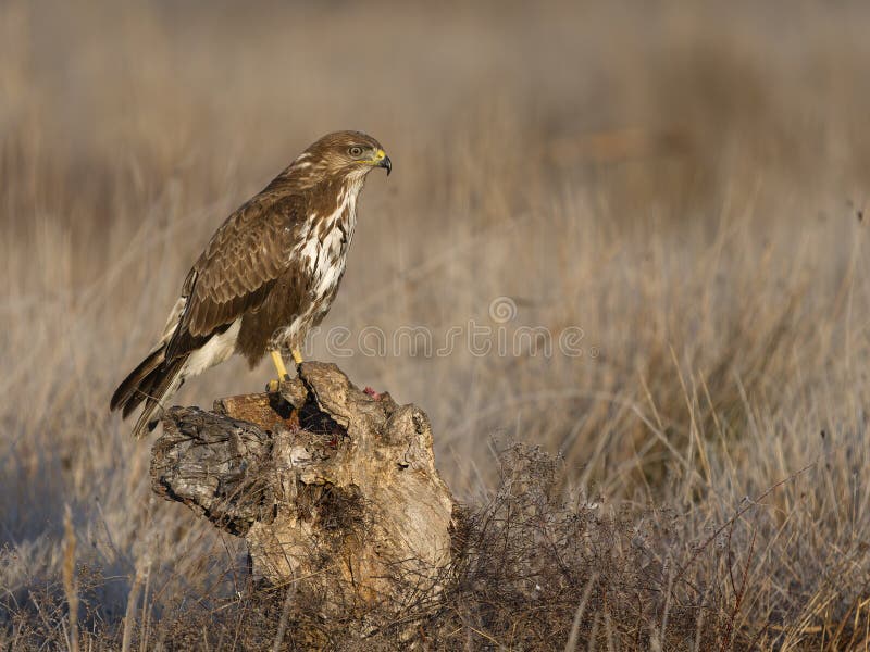 Common Buzzard, Buteo Buteo Stock Image - Image of buzzard, raptor ...