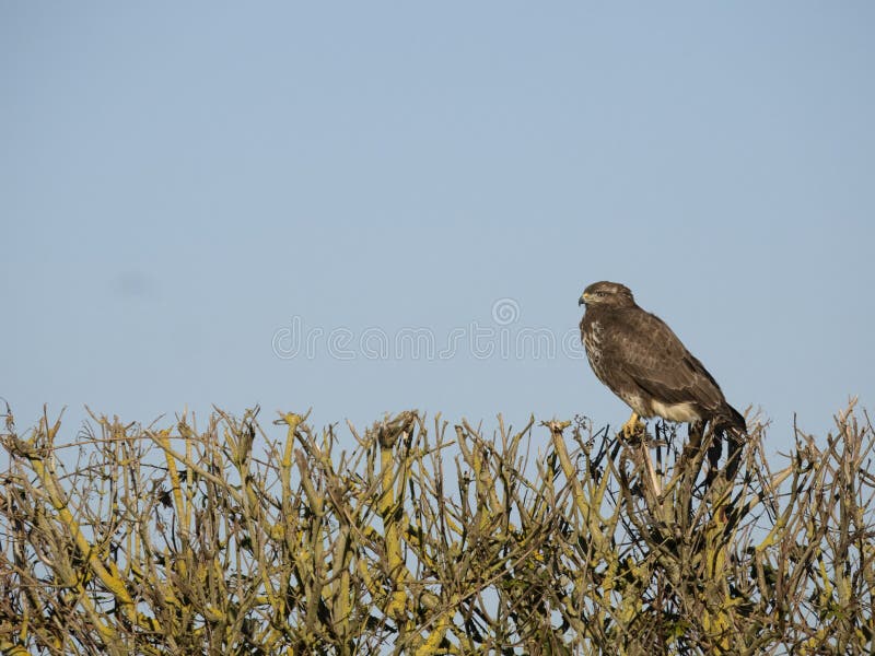 Common Buzzard, Buteo Buteo Stock Image - Image of buzzard, buteo ...