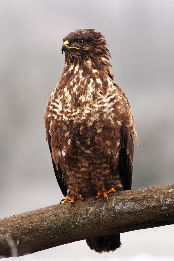 The Common Buzzard Buteo Buteo Sitting on a Branch in Winter Time Stock ...