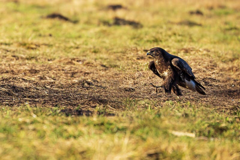 Common Buzzard Buteo Buteo Striding Across the Grass Stock Image ...