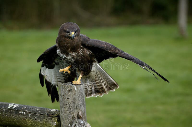 Common Buzzard, Buteo Buteo, Taking Off, in Flight, Normandy Stock ...