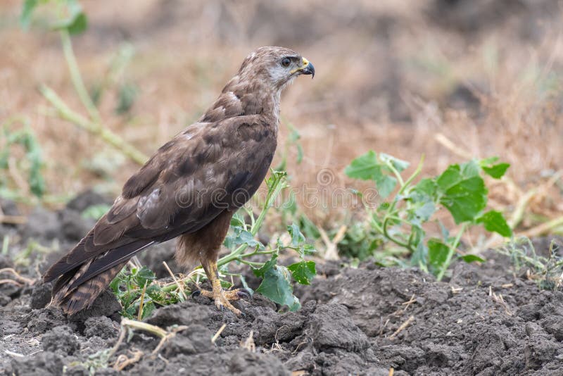Common Buzzard Buteo Buteo, in the Wild. Close Up Stock Photo - Image ...