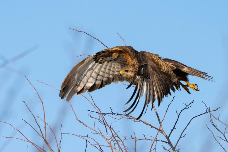 Common Buzzard Buteo Buteo, in the Wild Stock Image - Image of animals ...