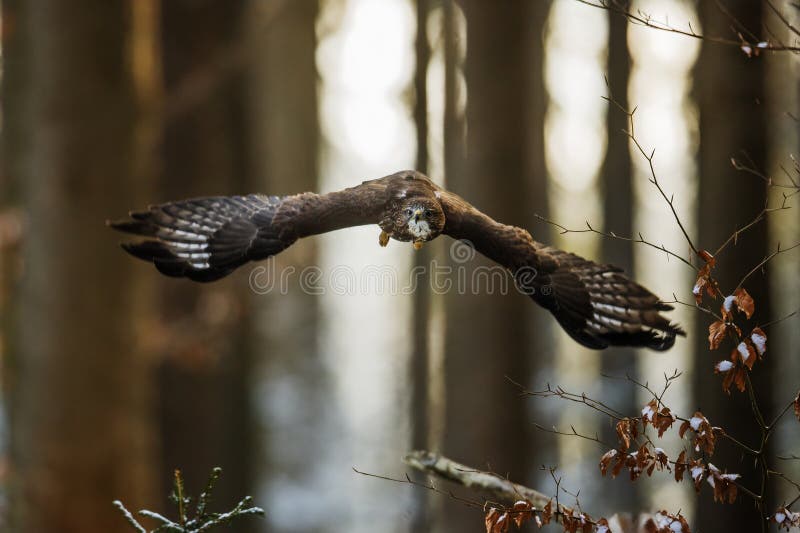 Common Buzzard (Buteo Buteo) in the Winter Forest in Flight Stock Image ...