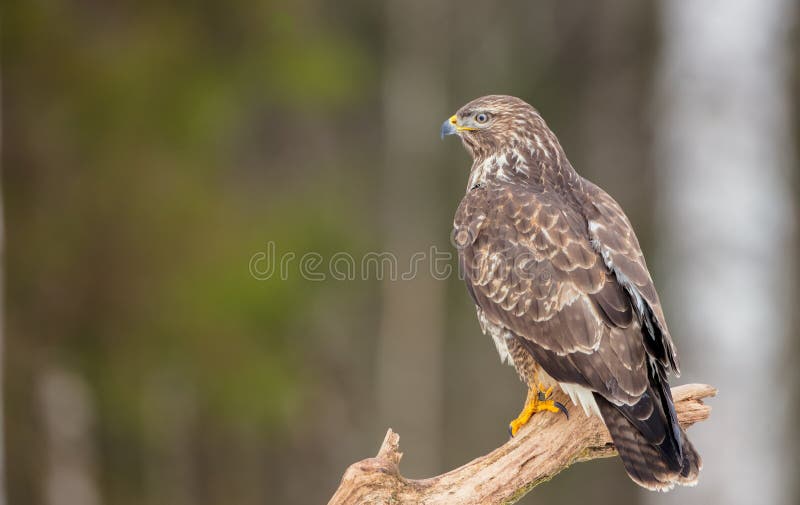 Common Buzzard - Buteo Buteo - in Winter Stock Photo - Image of ...