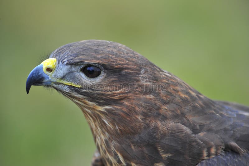Common Buzzard stock photo. Image of buzzard, animal - 30337828