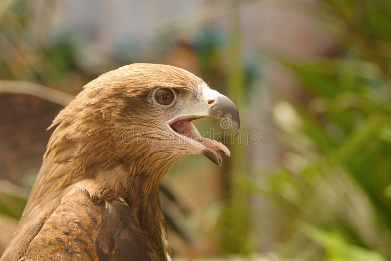 A common buzzard stock image. Image of nature, bird, wildlife - 30916393
