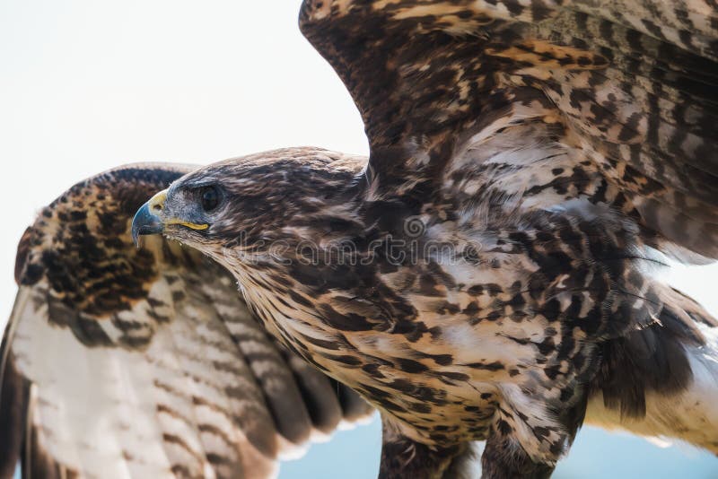 Common Buzzard Close Up Spreading Wings Stock Photo - Image of feathers ...