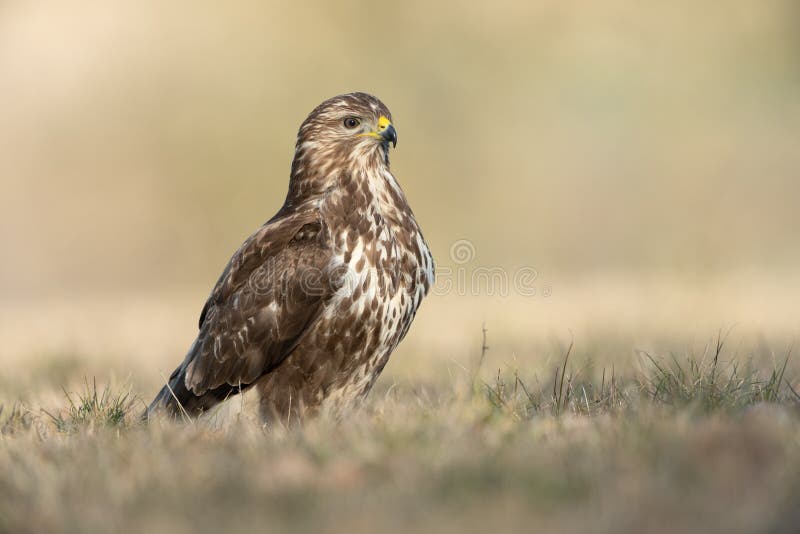Common buzzard stock image. Image of summer, animal - 157995275