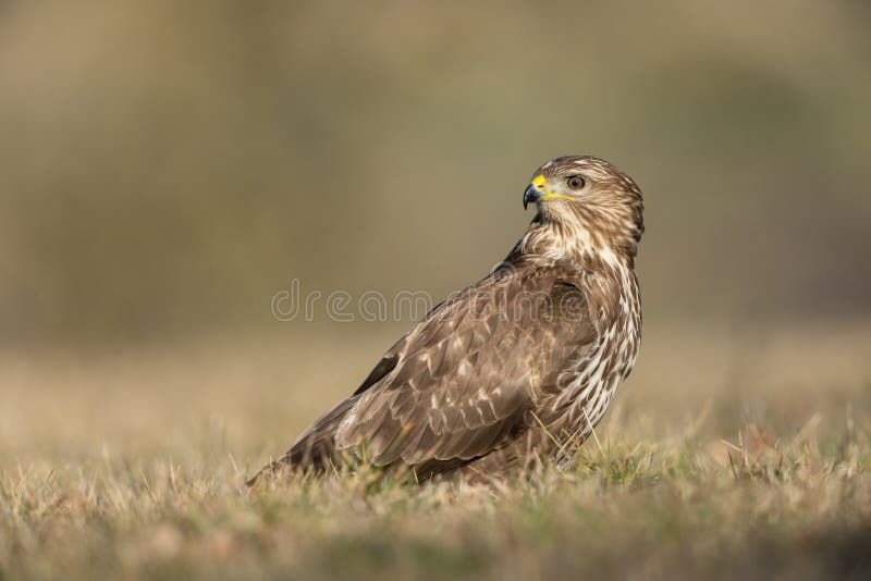 Common buzzard stock photo. Image of germany, nature - 157995310