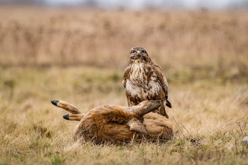 Common Buzzard with Dead Deer Stock Image - Image of bird, natural ...