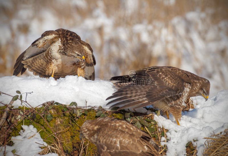 Common Buzzard Defending the Food Source Stock Photo - Image of ...