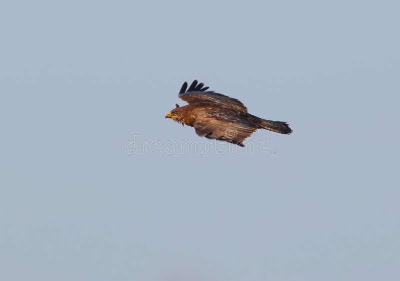 Common buzzard stock image. Image of flying, bird, outdoors - 122186611