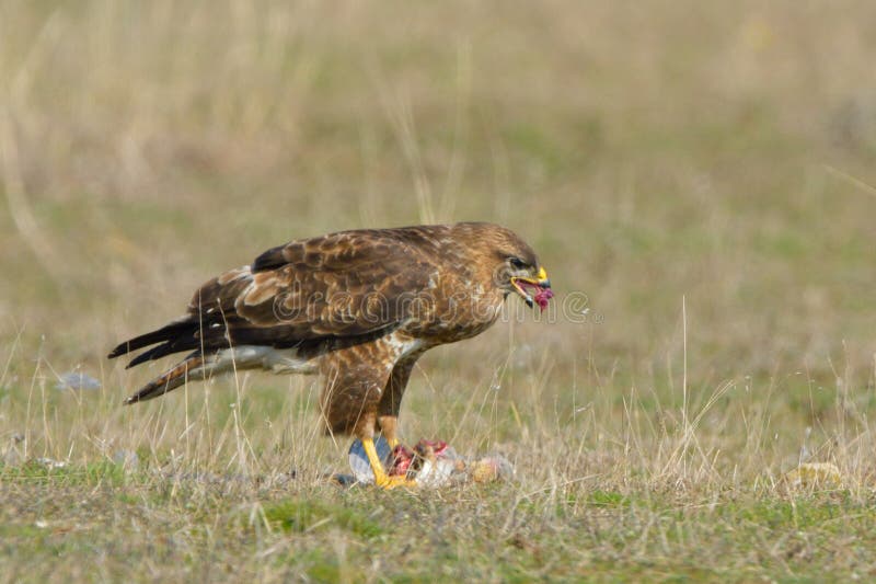 Common Buzzard eating stock image. Image of raptor, brown - 136177811