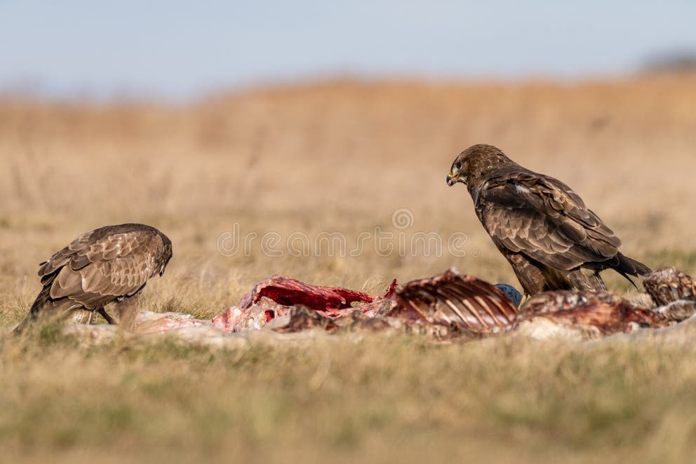 Common Buzzard Eating on a Meadow Stock Photo - Image of birdwatching ...