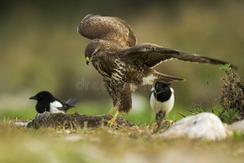 Common Buzzard Eating a Rabbit Stock Photo - Image of buzzard, eagle ...