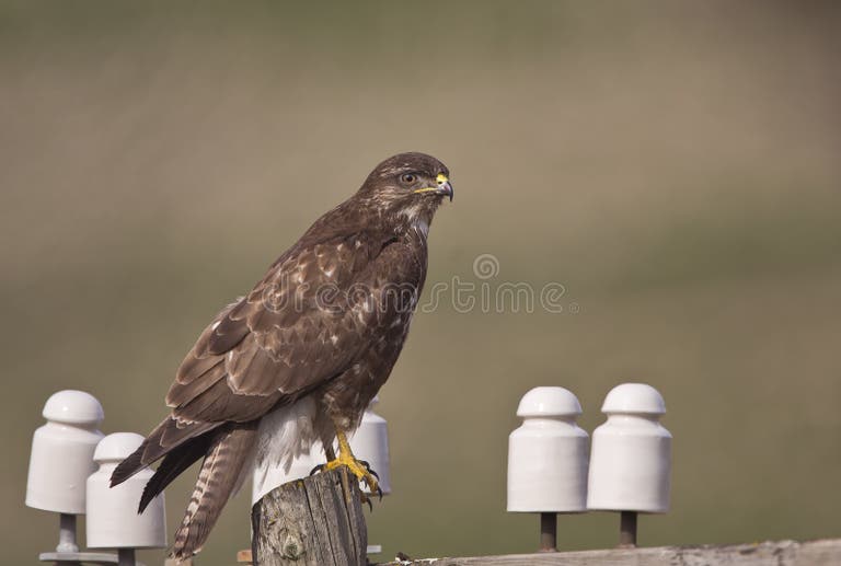 Common Buzzard on an Electric Post Stock Image - Image of post, buzzard ...