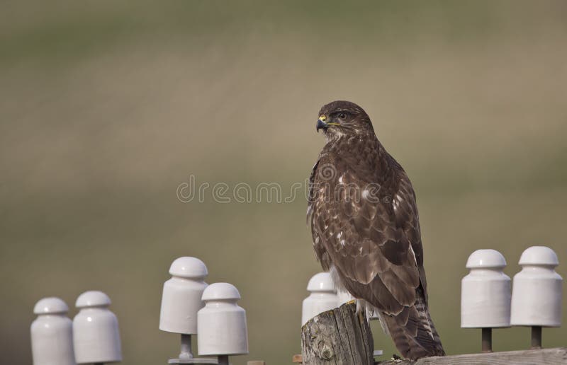 Common Buzzard on an Electric Post Stock Photo - Image of bill, wing ...