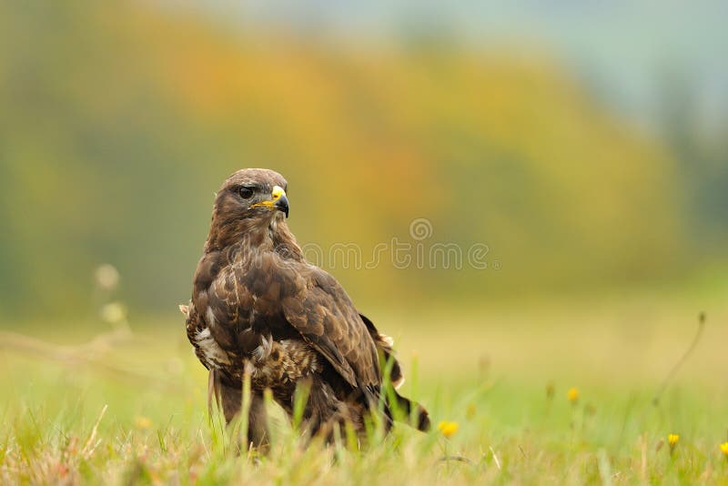 Common Buzzard on field stock image. Image of hawk, common - 33681207