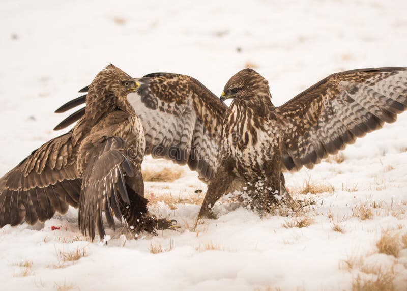 Common buzzard fight stock photo. Image of food, fauna - 85533896
