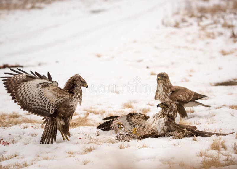 Common buzzard fight stock image. Image of buteo, grouse - 85533917