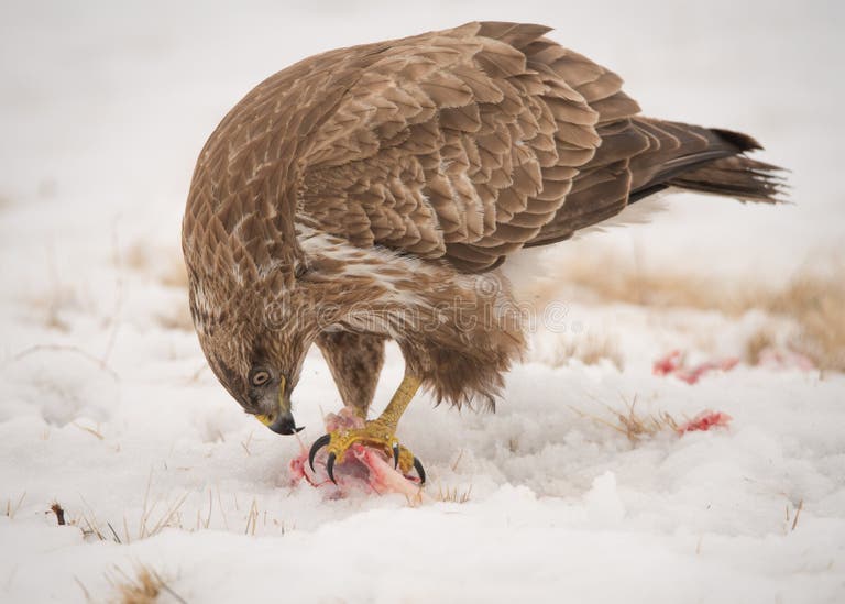 Common buzzard fight stock photo. Image of prey, feather - 85533954