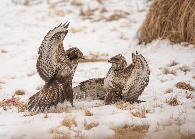Common buzzard fight stock photo. Image of buzzard, winter - 85533986