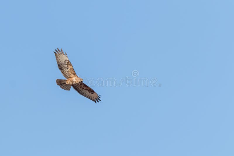 Common Buzzard in Flight Buteo Buteo Blue Sky Stock Image - Image of ...