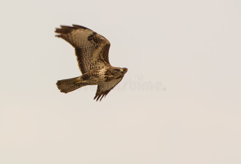Common Buzzard in flight stock image. Image of detailed - 65545933