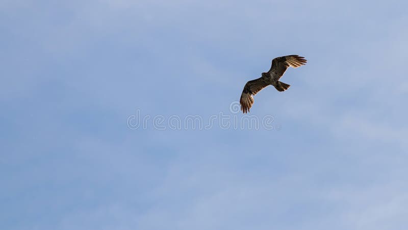 Buzzard in flight stock photo. Image of prey, flight - 128814302
