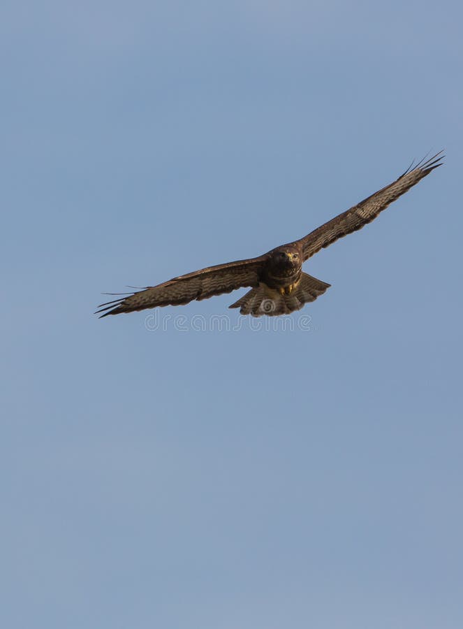 Common Buzzard in flight stock image. Image of detailed - 61085311