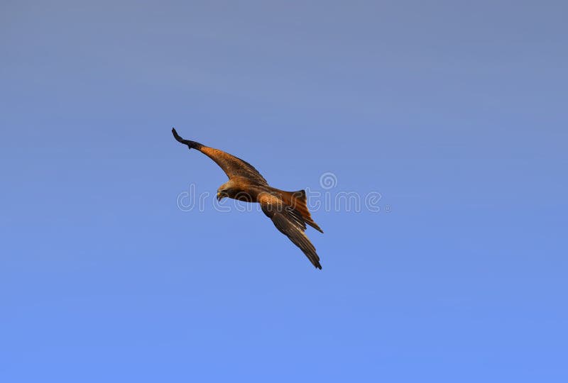 Common buzzard in flight stock image. Image of european - 120769413