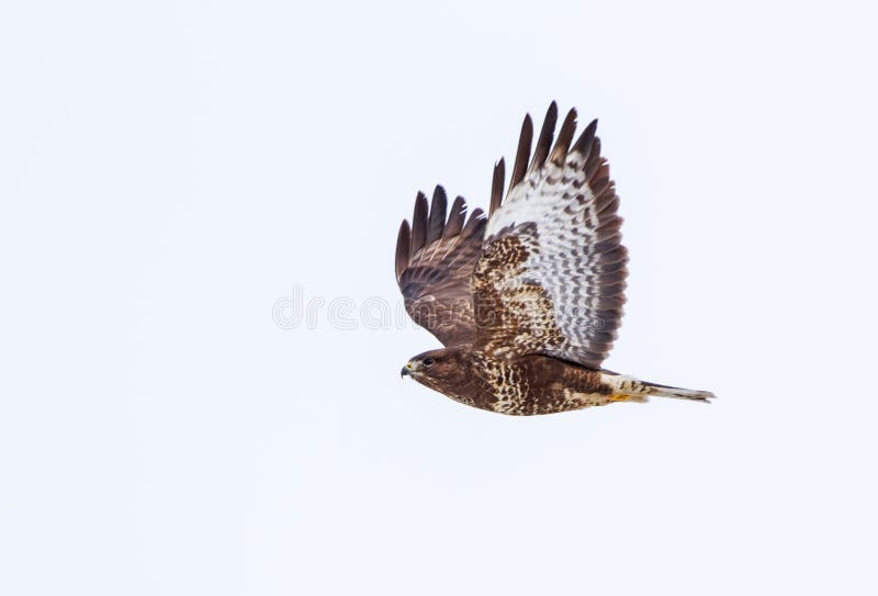 Common Buzzard in flight stock image. Image of europe - 38326643