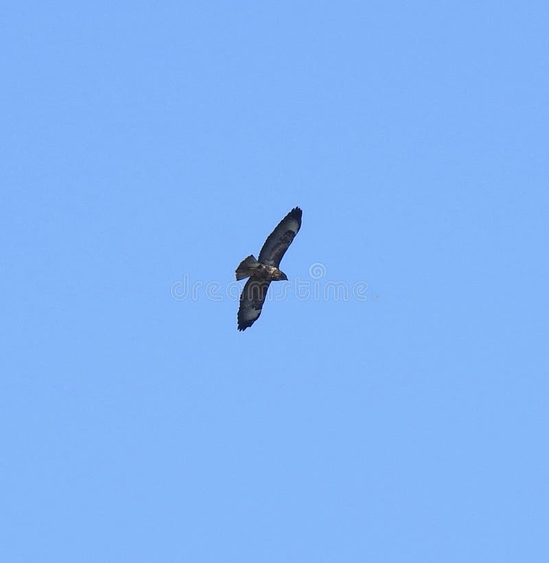 Common buzzard in flight stock photo. Image of feathers - 360148574