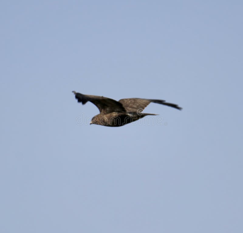 Common buzzard in flight stock image. Image of wing - 360155229