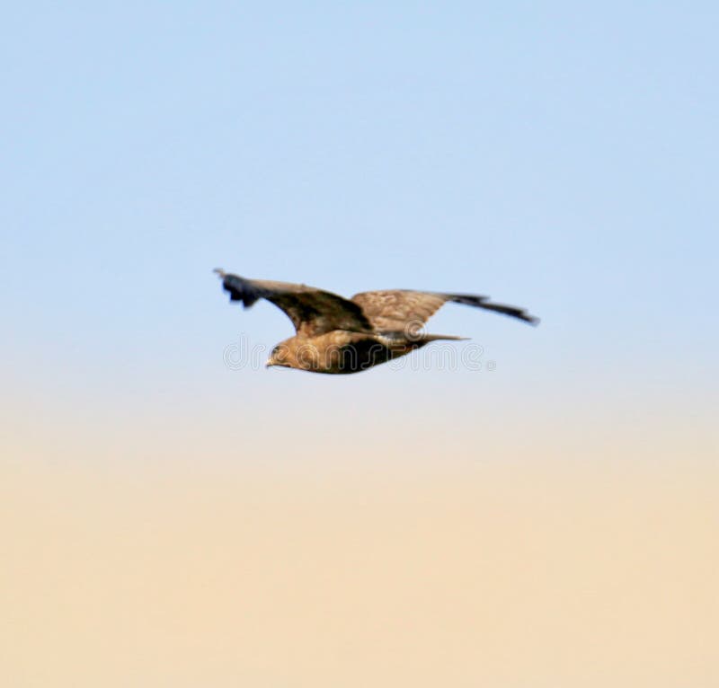 Common buzzard in flight stock photo. Image of wildlife - 360155230