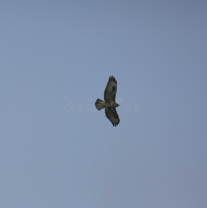 Common buzzard in flight stock photo. Image of flying - 337487574