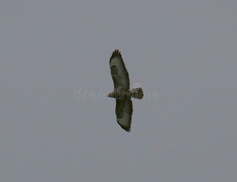 Common buzzard in flight stock photo. Image of flight - 324292420