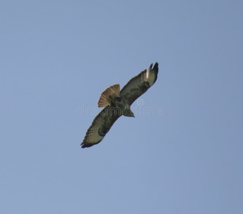 Common buzzard in flight stock image. Image of feathers - 318939997
