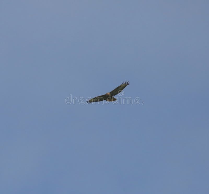 Common buzzard in flight stock image. Image of birds - 319003139