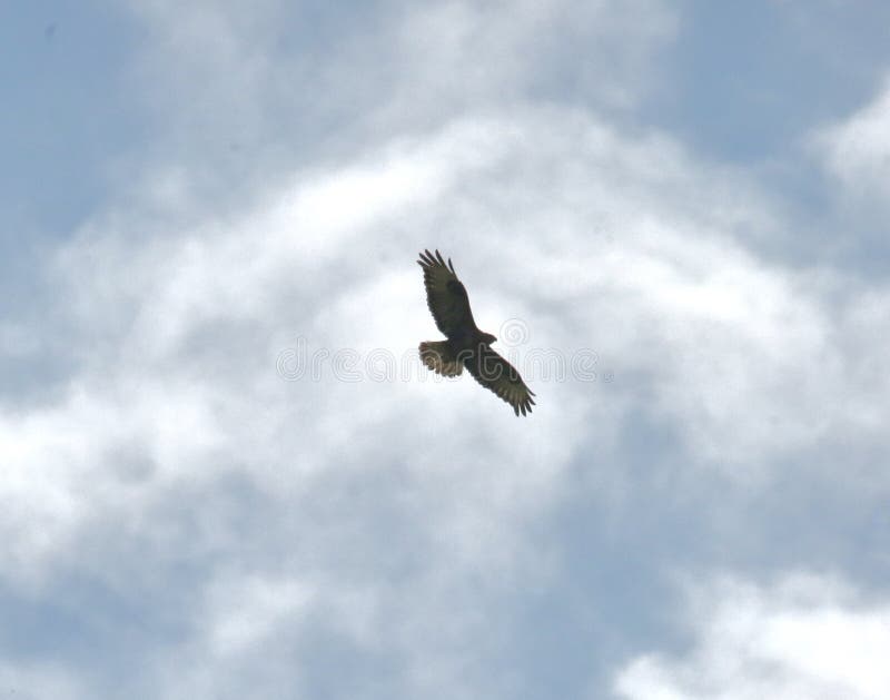 Common buzzard in flight stock image. Image of buzzard - 319003671