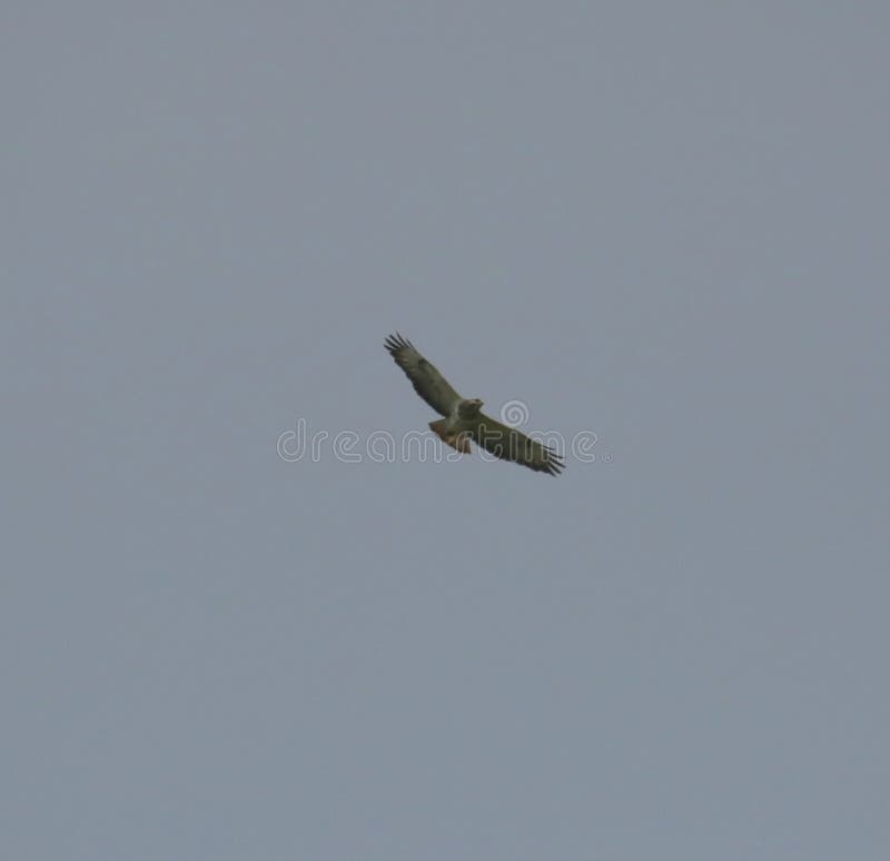 Common buzzard in flight stock image. Image of raptors - 321360229