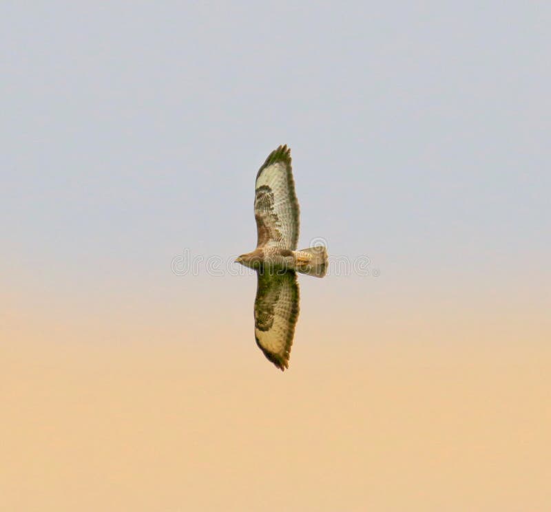 Common buzzard in flight stock image. Image of ...