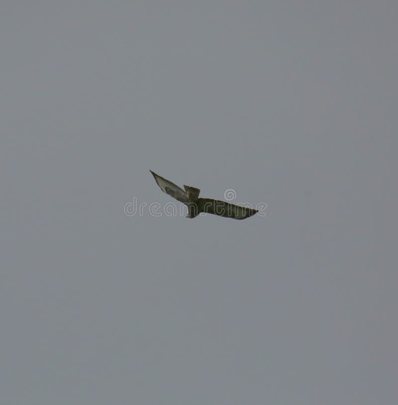 Common buzzard in flight stock image. Image of buteo - 324292487