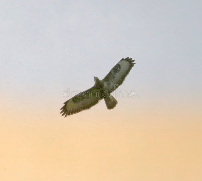 Common buzzard in flight stock image. Image of birds - 324293187