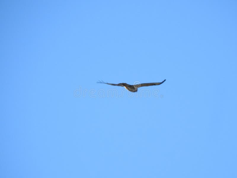 A common buzzard in flight stock image. Image of text - 360148523